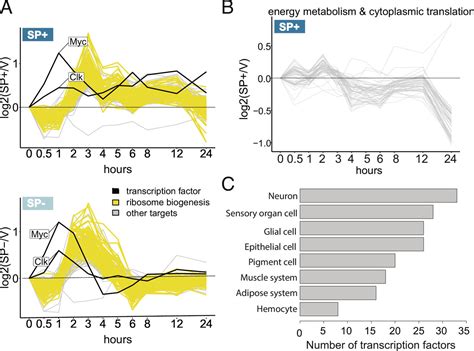 Time Series Transcriptome Analysis Implicates The Circadian Clock In
