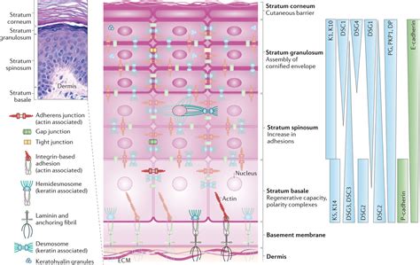 Deconstructing The Skin Cytoarchitectural Determinants Of Epidermal