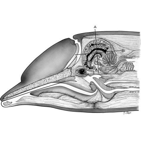 The Dolphin Brain Art Galleries