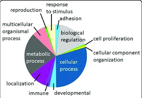 Panther Molecular Function Classification Of Genes Containing Regions Download Scientific