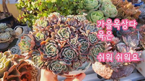바쁜와중😊간간히 물챙겨줬더니 확실히 땡글이가을철옥상노지관리확실히쉬워ㅋ엔젤윙나나후쿠미니 이쁨뿜뿜🌸🌼22114