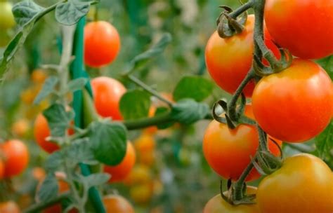 Коли висаджувати розсаду помідорів у відкритий ґрунт місячний календар на 2024 рік Читайте на
