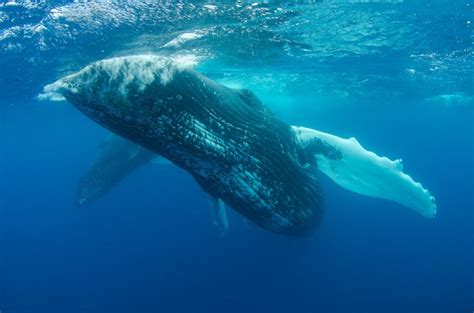 Blue Whale Penis Erects Up To 30cm How Much Sperm Does It Ejaculate