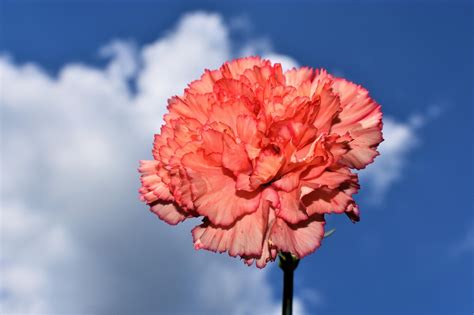 카네이션 꽃 식물 Pixabay의 무료 사진 Pixabay