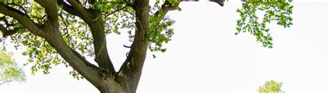 Vertical Split In Tree Trunk Can It Be Repaired Davey Tree