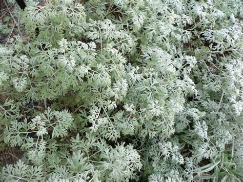 File Artemisia Absinthium 