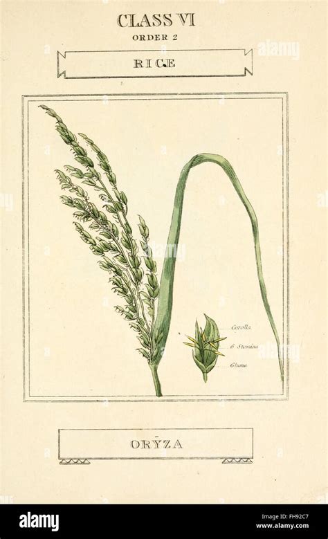 A Foundational Text On The Principles And Classification Of Botany Focusing On Plant Biology