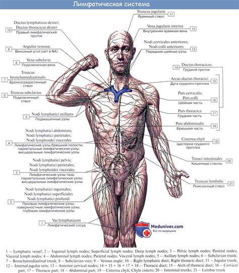 Анатомия: Лимфатическая система, systema lymphaticum. Функция, строение ...