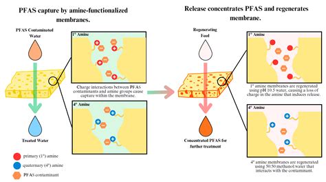 Microfiltration Membrane Pore Functionalization With Primary And Quaternary Amines For Pfas