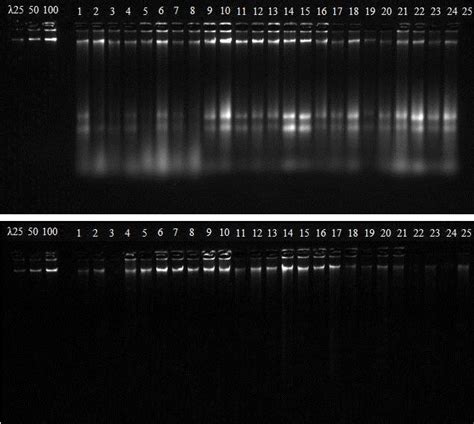 Electrophoretic Analysis Of DNA Extracted From Leaf Samples Of Adult Download Scientific