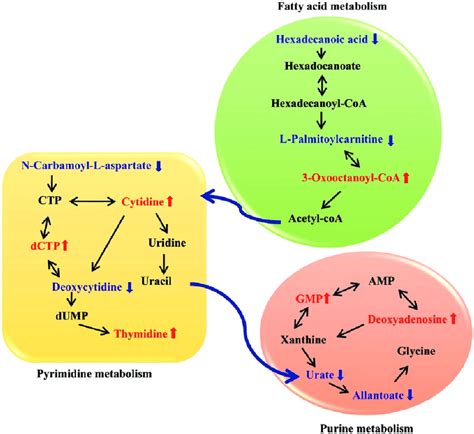 Overview Of Metabolic Pathway Networks According To Kegg Database