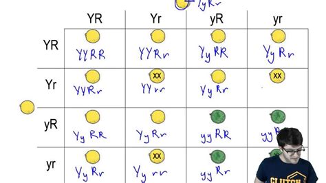 Dihybrid Punnett Square Dihybrid Cross Punnett Squares Mcat Shortcut
