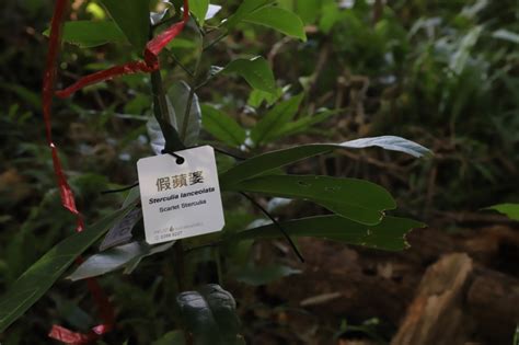 Hkust Implements Tree Felling And Planting Policy For Sustainable Campus Development Hkust