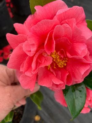 Camellia Japonica Kumasaka Spring Camellia From Colesville Nursery