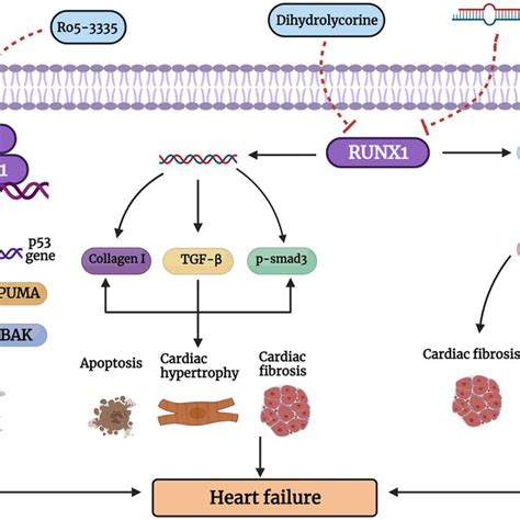 Role Of Runx1 Transcription Factor In Heart Failure Activation Of