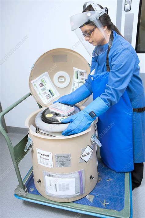 Cryopreservation In Stem Cell Research Stock Image C0356614