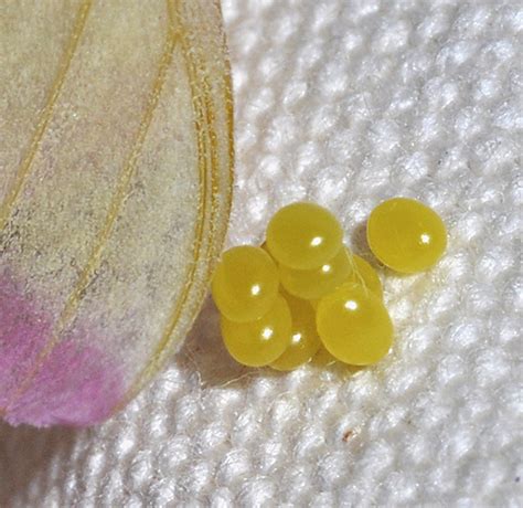 Rosy Maple Abdomen And Eggs Dryocampa Rubicunda Dryocampa Rubicunda