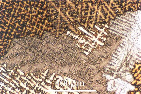 Micrograph 421 And Full Record