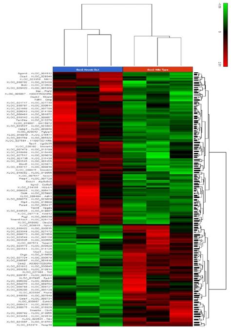 showing hierarchical clustering of differentially expressed genes from