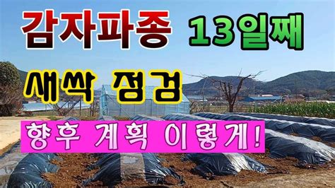 [텃밭농부 949] 감자파종 13일째 점검과 향후계획 감자재배 youtube