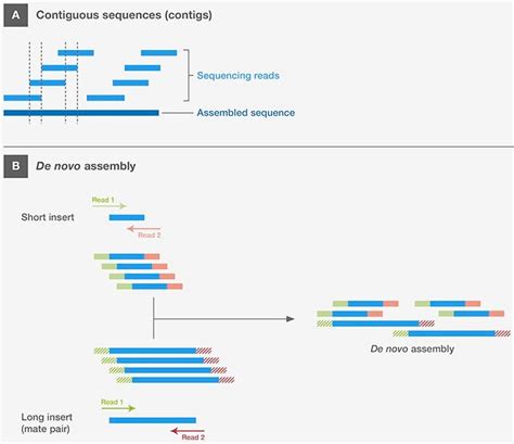Preparation Of Dna Sequencing Libraries For Illumina Systems—6 Key Steps In The Workflow