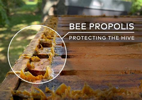 Our Source Bee Propolis Comvita™ Australia Comvita Australia