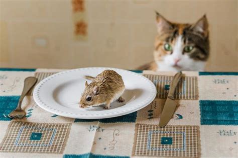 Do You Have Uninvited Guests In Your Home