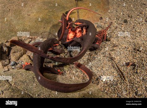 Newt Mating Hi Res Stock Photography And Images Alamy