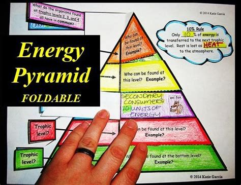 Energy Pyramid Foldable Energy Pyramid Interactive Science Notebook