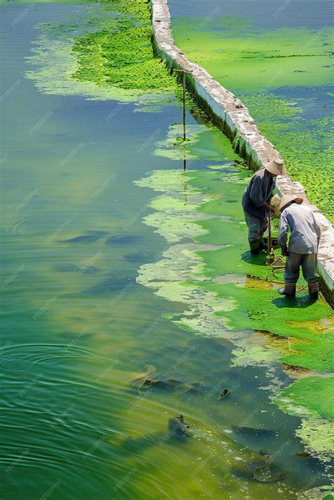 Algae Farming Farmers Cultivating Algae For Biofuel And Nutritional