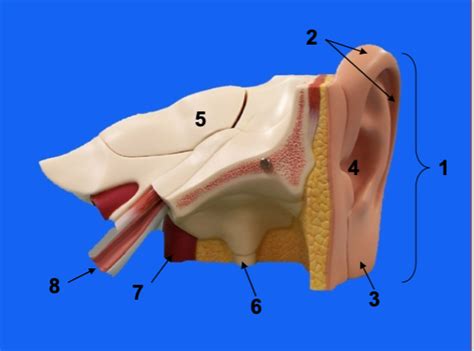 Ear External Anatomy Diagram Quizlet