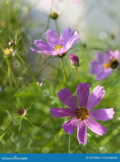 Mexican Aster In Sunlight Stock Image Image Of Botanical 10770865