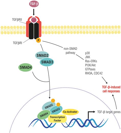 Canonical Smad Dependent And Non Canonical Smad Independent Tgf β