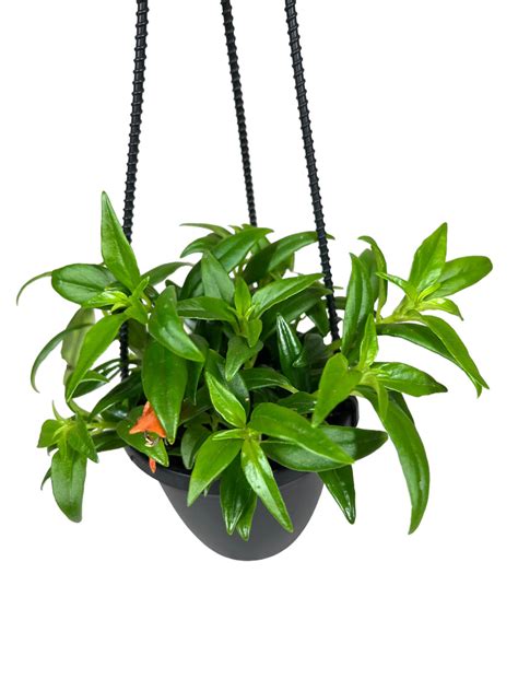 Canopy Plant Co Your Source For Unique Tropical Plants