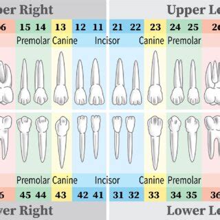 Teeth Numbering System Proposed By The World Dental Federation