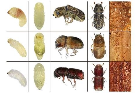 Hot Tip Pine Bark Beetles Bob Lee And Sons Tree Service