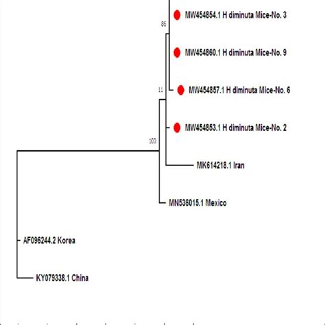 Phylogenetic Tree Analysis Based Cytochrome C Oxidase Subunit 1 Cox1 Download Scientific