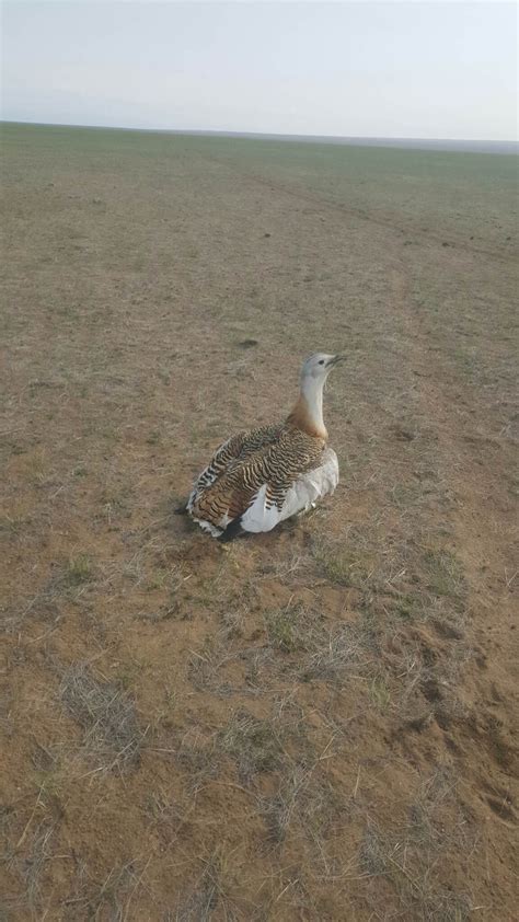Тоодог шувууны тоо толгой тархац нутгийг судалжээ