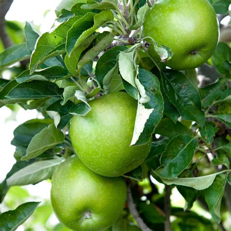 Granny Smith Apple Malus Domestica Granny Smith Garden Center Point