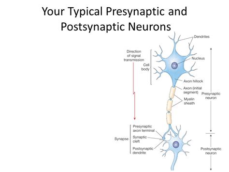 What Is The Function Of The Synaptic Terminal Part Of The Neuron