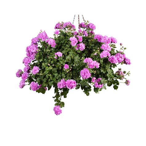 Trailing Geranium Double Flowering Uk Trailing Geranium Double Flowering Uk