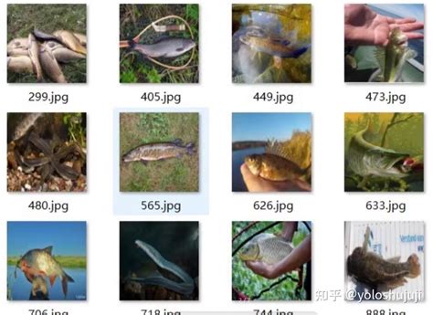 如何使用YOLOv 模型进行鱼类目标检测任务 鱼类目标检测数据集 yolo VOC 张图像和一一对应的标注文件 类 鳟鱼 鲟鱼 鲤鱼笋壳鱼等 知乎