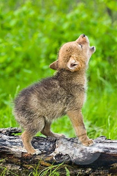 White Wolf 15 Photos Of Adorable Howling Wolf Pups Will Make Your Day