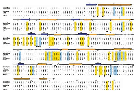 An Amino Acid Sequence Alignment Of N Meningitidis Lgtc And Related