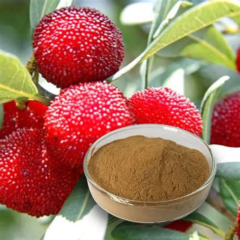 China The Largest Producer Of Bayberry Extract Components