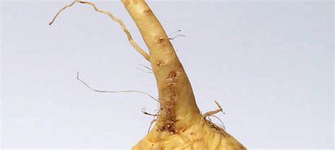 Maca Energy Boost From Peruvian Andes That You Can Not Miss Juice