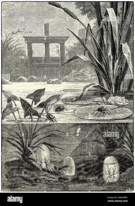 Diving Bell Spider Web Cut Out Stock Images And Pictures Alamy