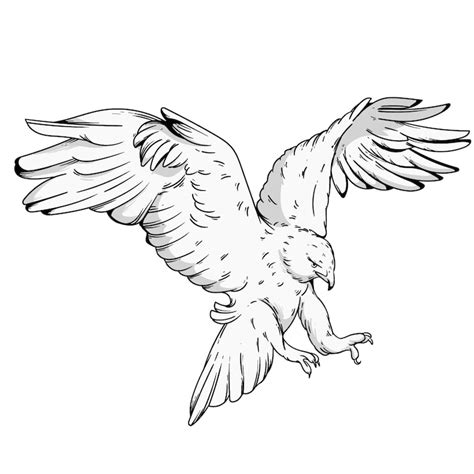 Arend Tekening Afbeeldingen Gratis Downloaden Op Freepik