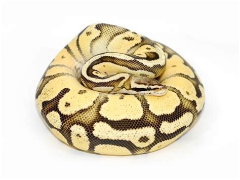 Orange Dream Firefly Morph List World Of Ball Pythons Ball Python Ball Python Morphs