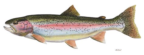 Clipart Rainbow Trout 10 Free Cliparts Download Images On Clipground 2026